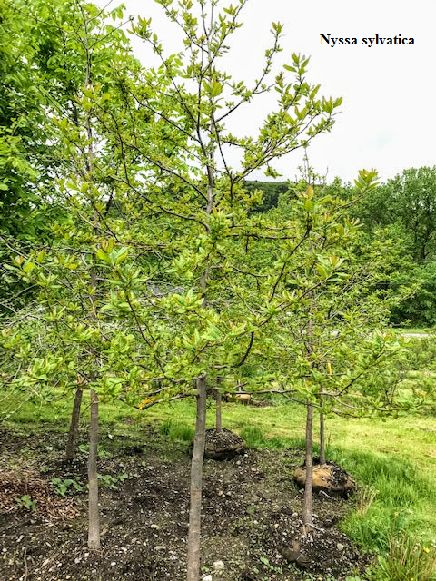 Nyssa sylvatica