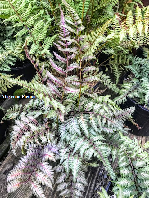 Athyrium Pictum