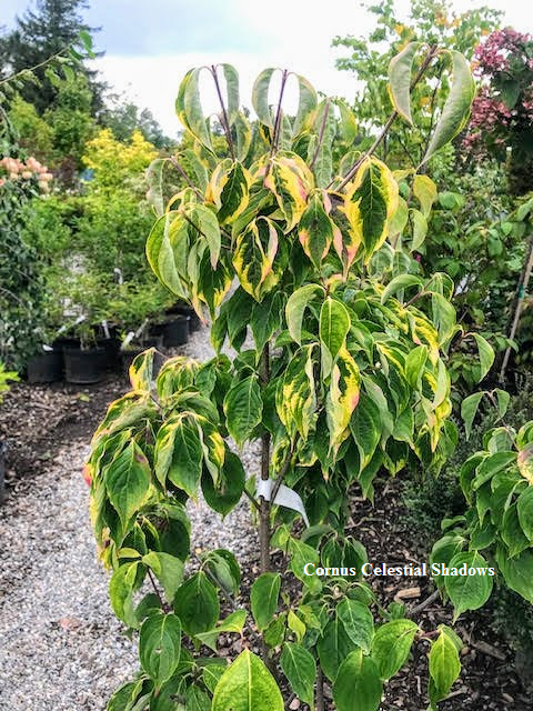 Cornus Celestial Shadows