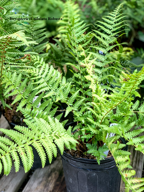 Dryopteris ‘Undulata Robusta’